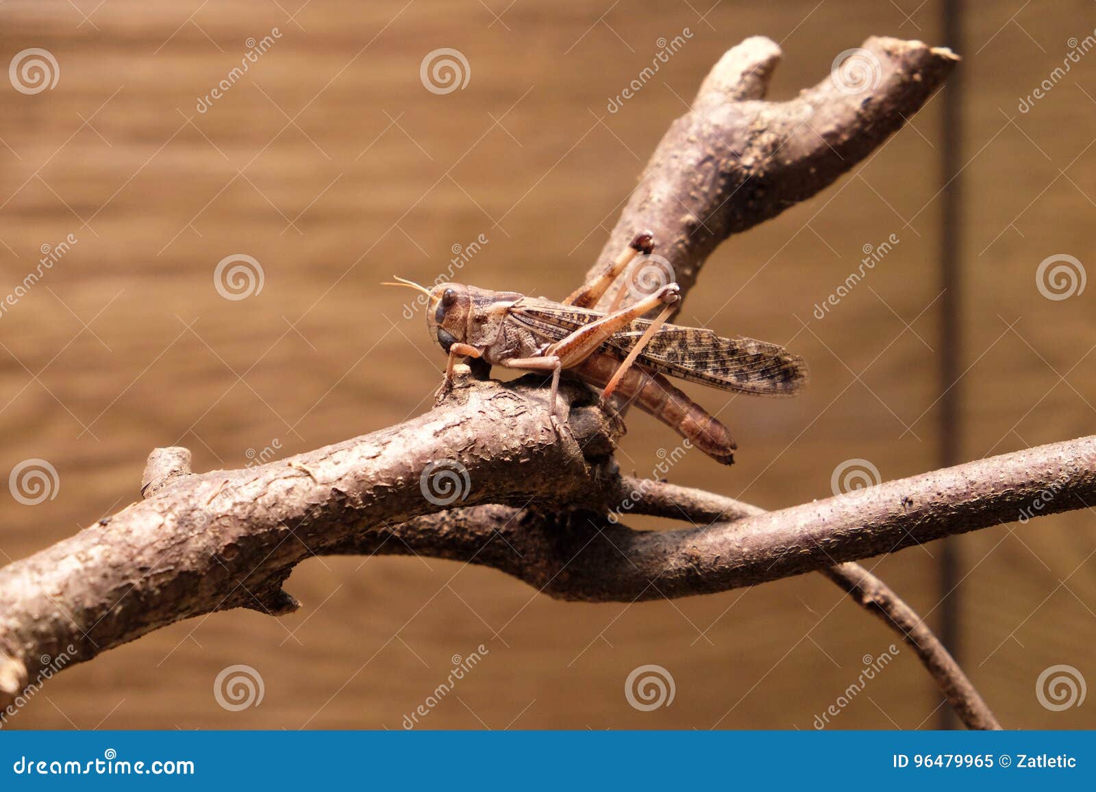 Migratory locust stock image. Image of hopper, maksimir - 96479965