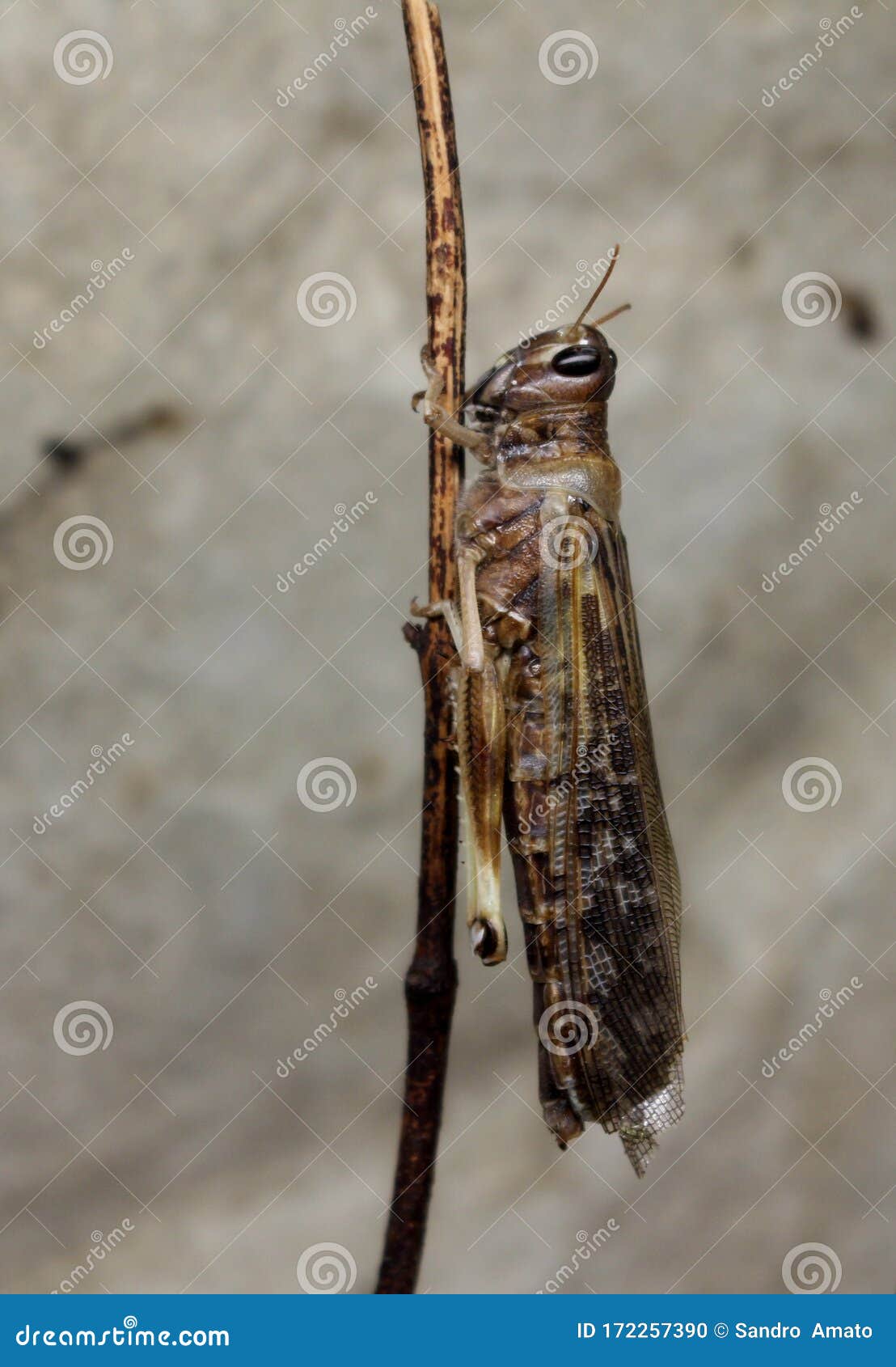 A Migratory Locust Locusta Migratoria Stock Photo - Image of animal ...