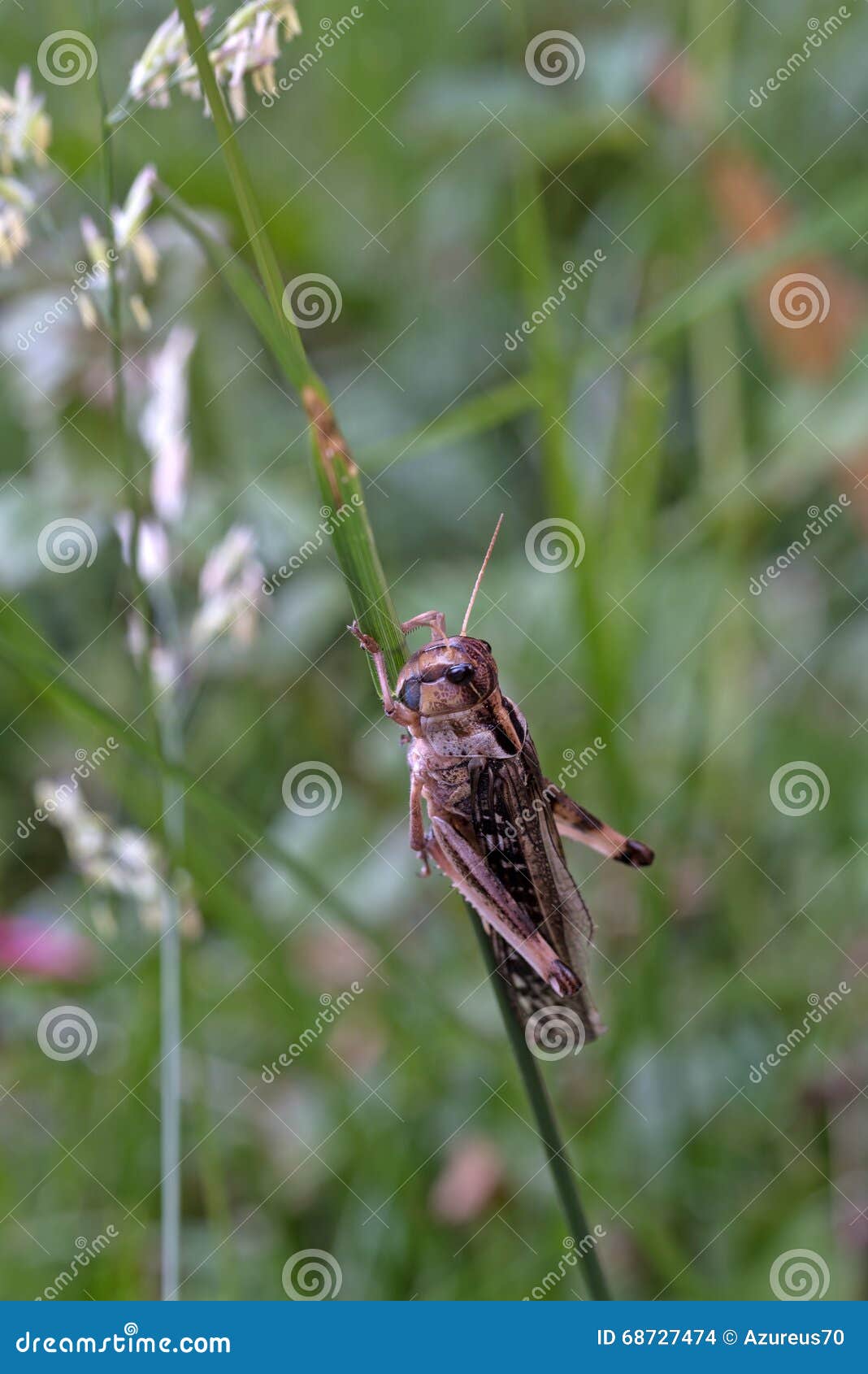 Migratory Locust stock photo. Image of acrididae, grass - 68727474