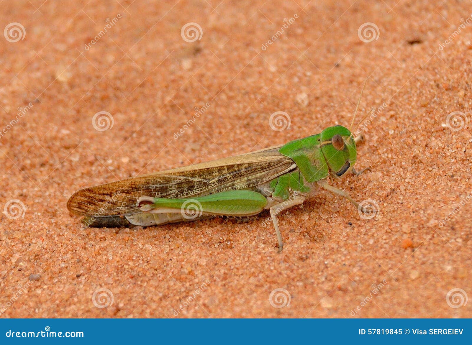 Migratory Locust, Locust, Locusta Migratoria. Grasshopper Locust ...
