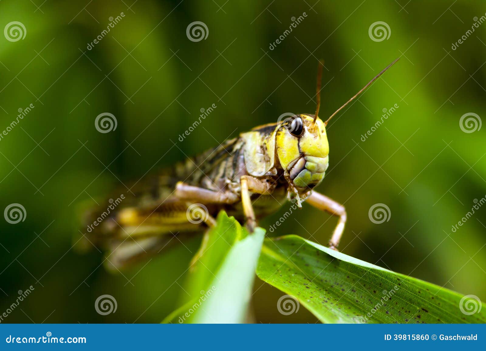 Migratory Locust (Locusta Migratoria) Stock Photo - Image of nature ...