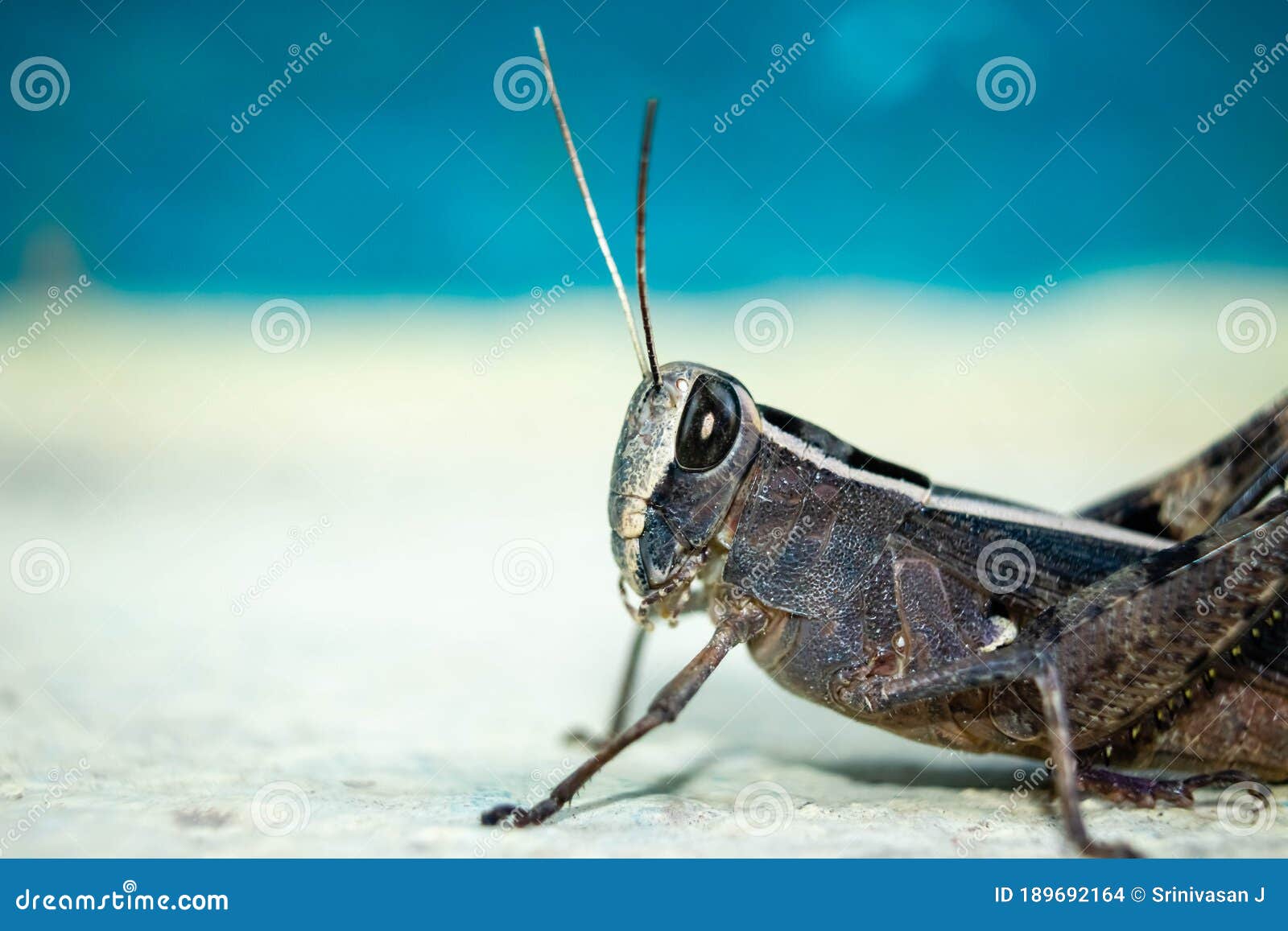 Migratory Locust, Locust, Locusta Migratoria. Grasshopper Locust ...