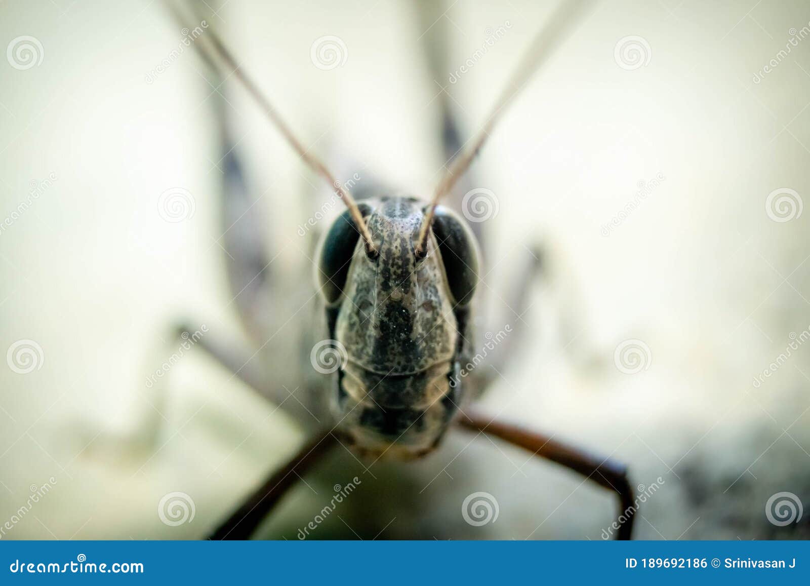 Migratory Locust, Locust, Locusta Migratoria. Grasshopper Locust ...