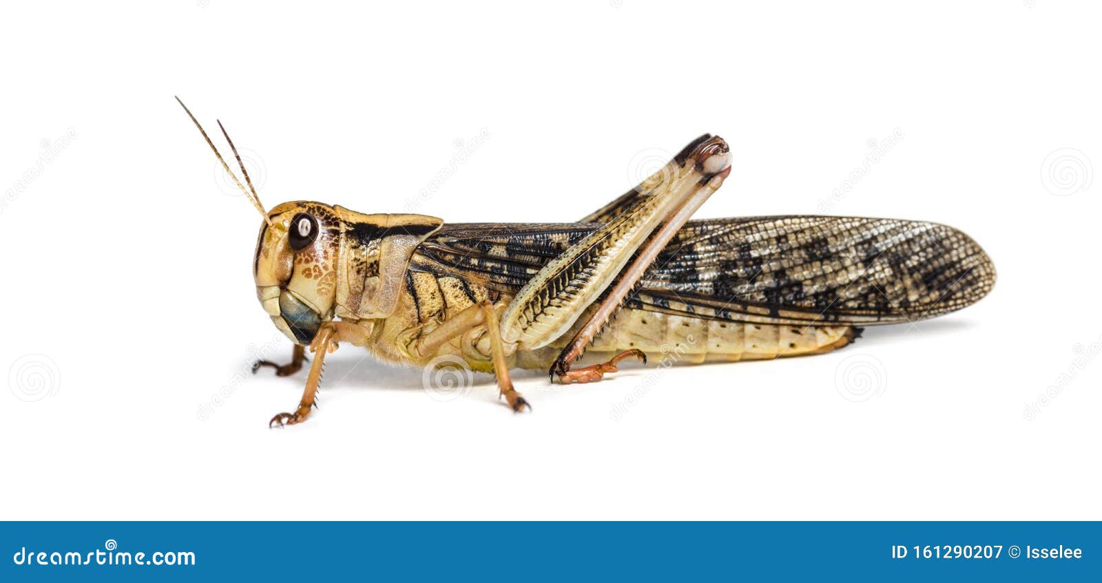 Migratory Locust, Locust, Locusta Migratoria. Grasshopper Locust ...