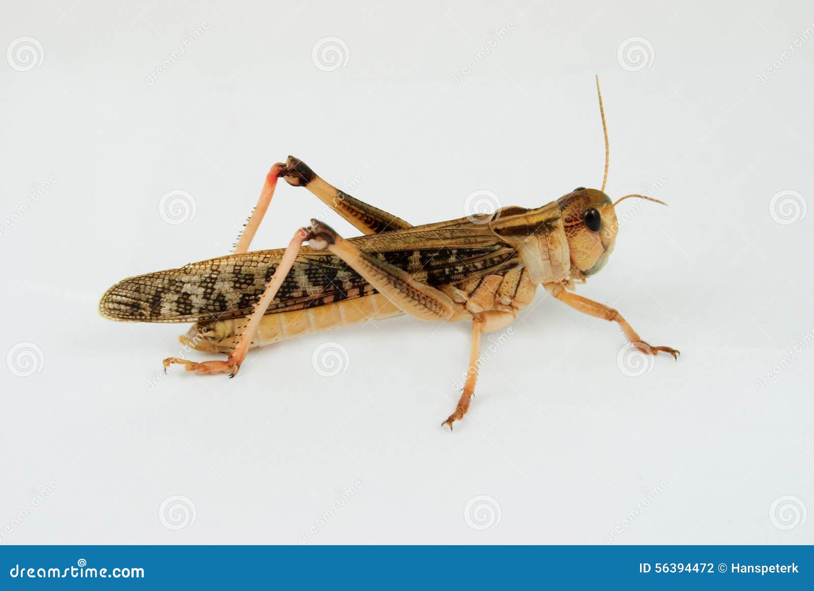 Migratory Locust (locusta Migratoria) - Right Side Stock Photo - Image ...