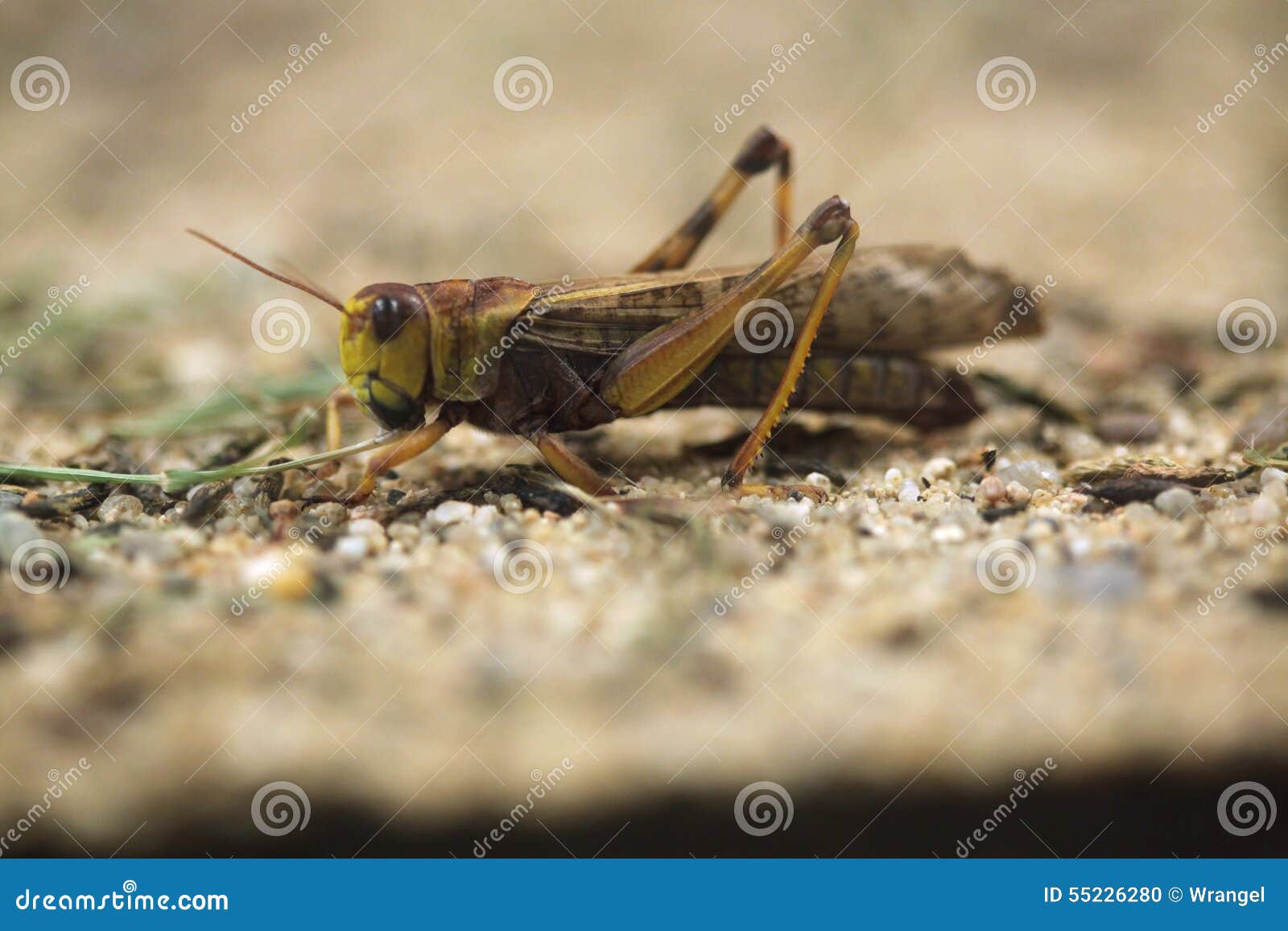 Migratory Locust (Locusta Migratoria). Stock Photo - Image of natural ...