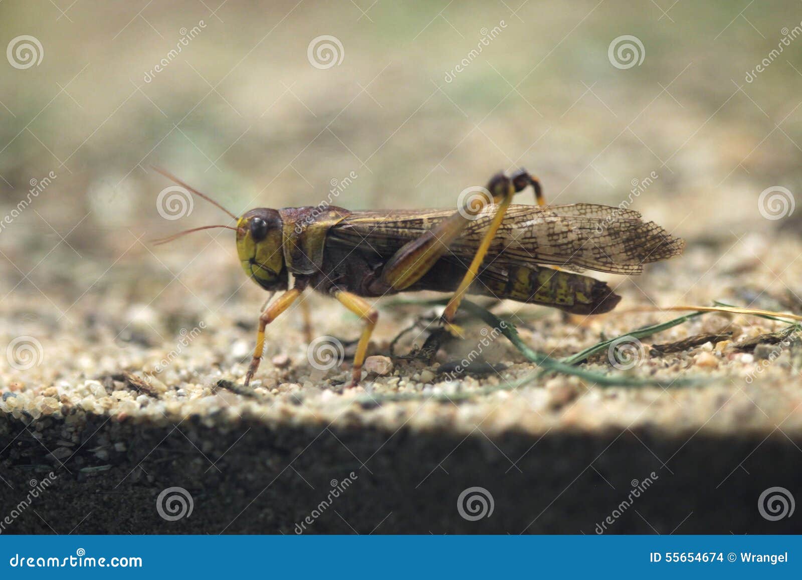 Migratory Locust (Locusta Migratoria). Stock Photo - Image of ...