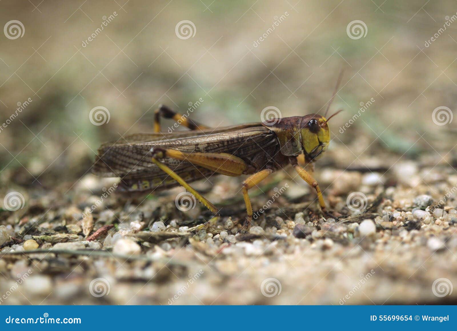 Migratory Locust (Locusta Migratoria). Stock Photo - Image of life ...