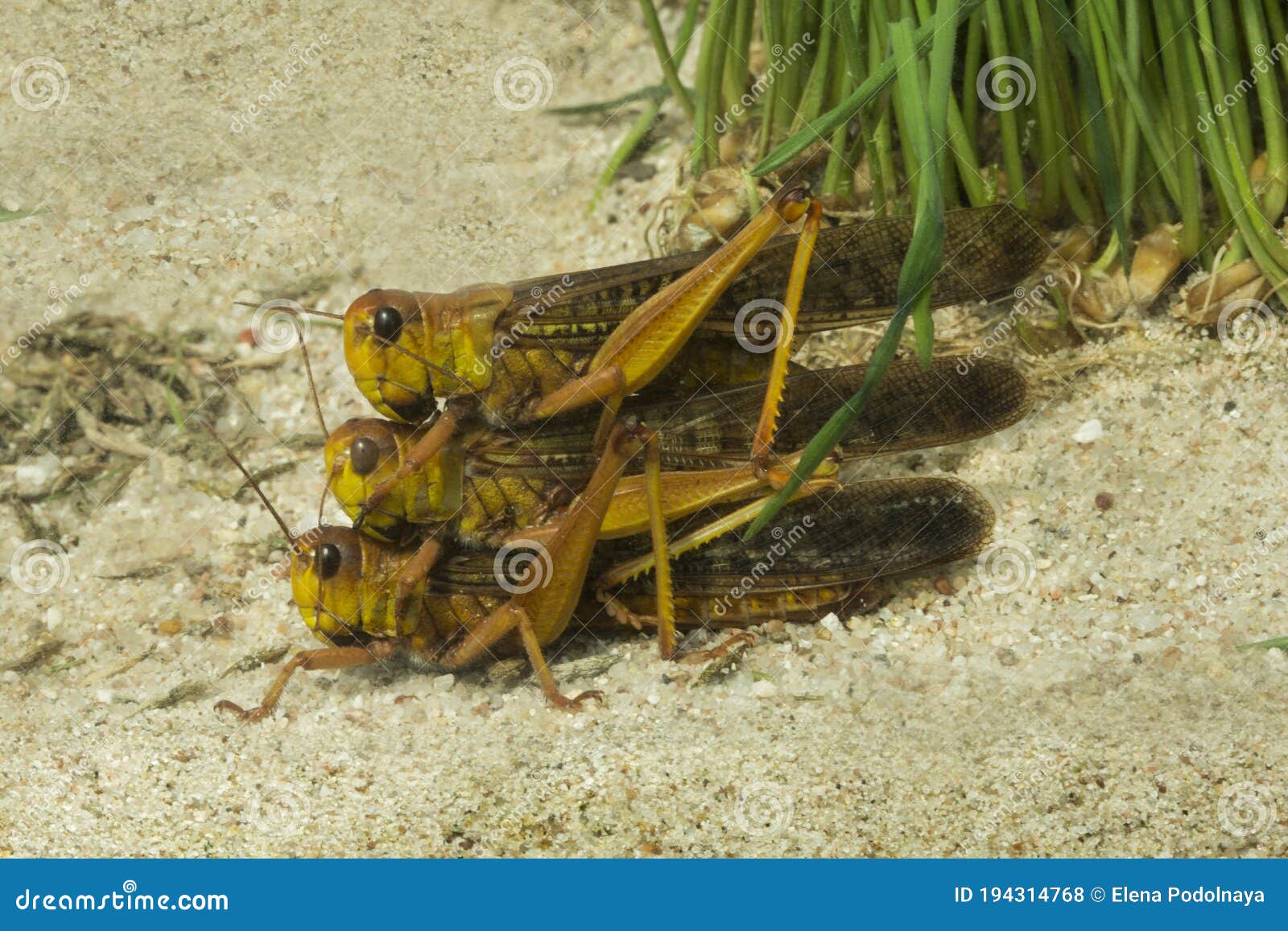 The Migratory Locust Locusta Migratoria. Stock Photo - Image of brown ...