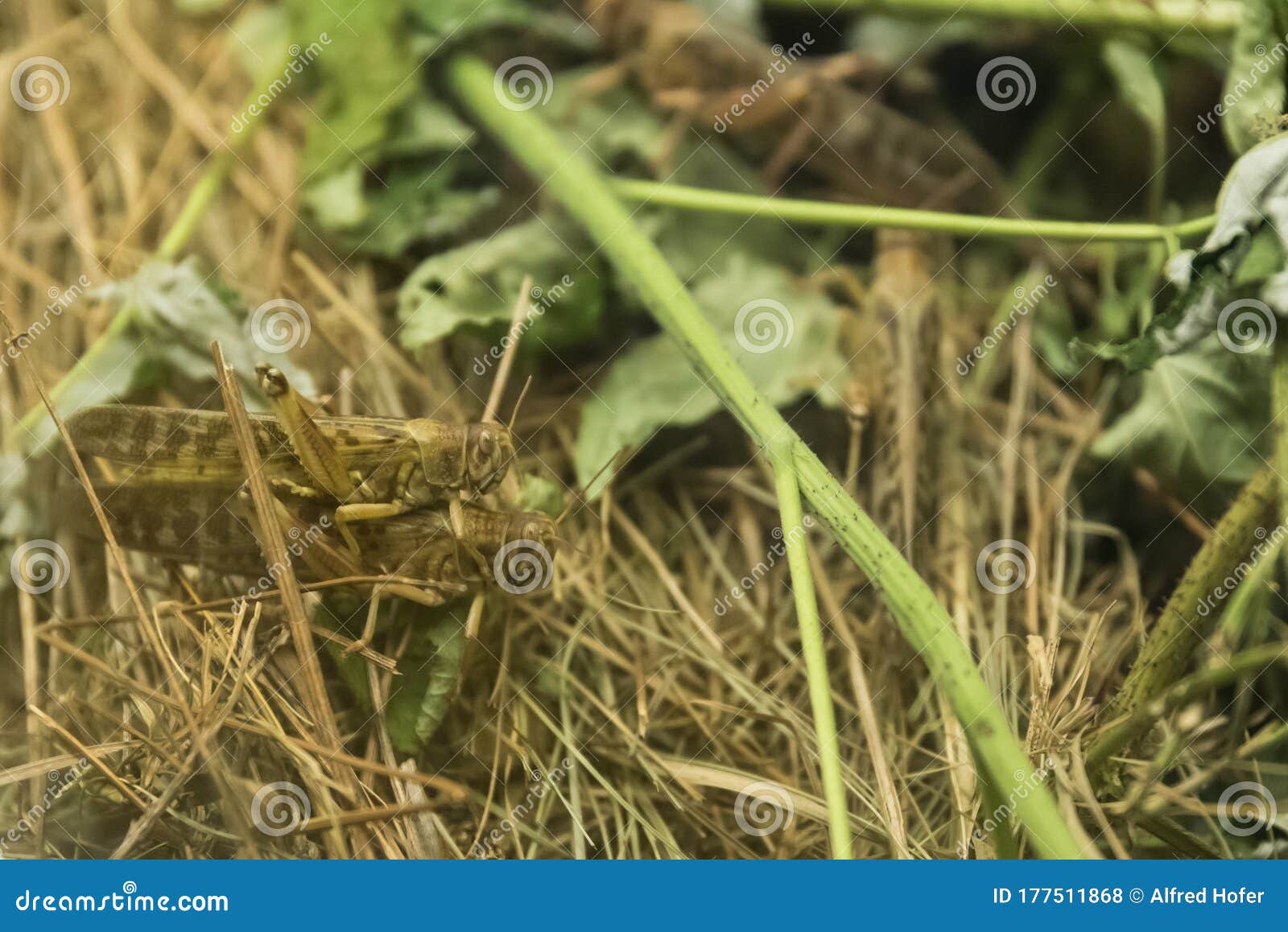 Two Red Locusts Mating Stock Photo | CartoonDealer.com #18017898