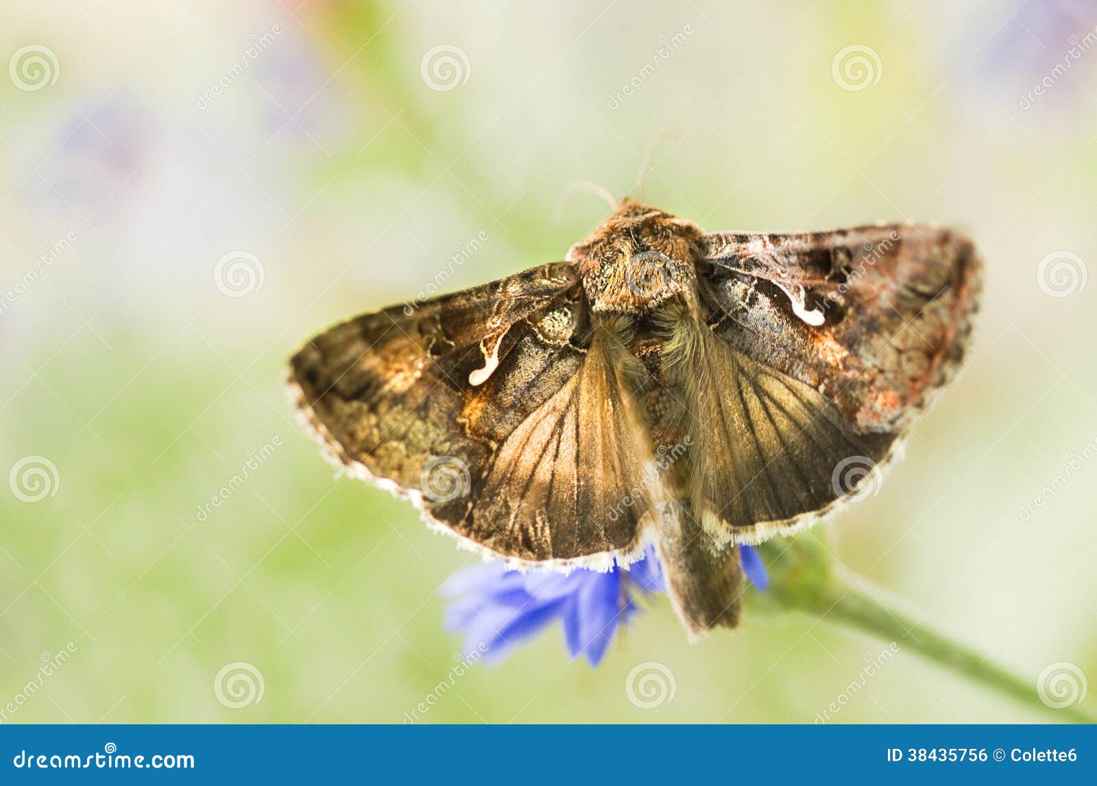 Migratory moth Silver Y stock photo. Image of gamma, feeding - 38435756