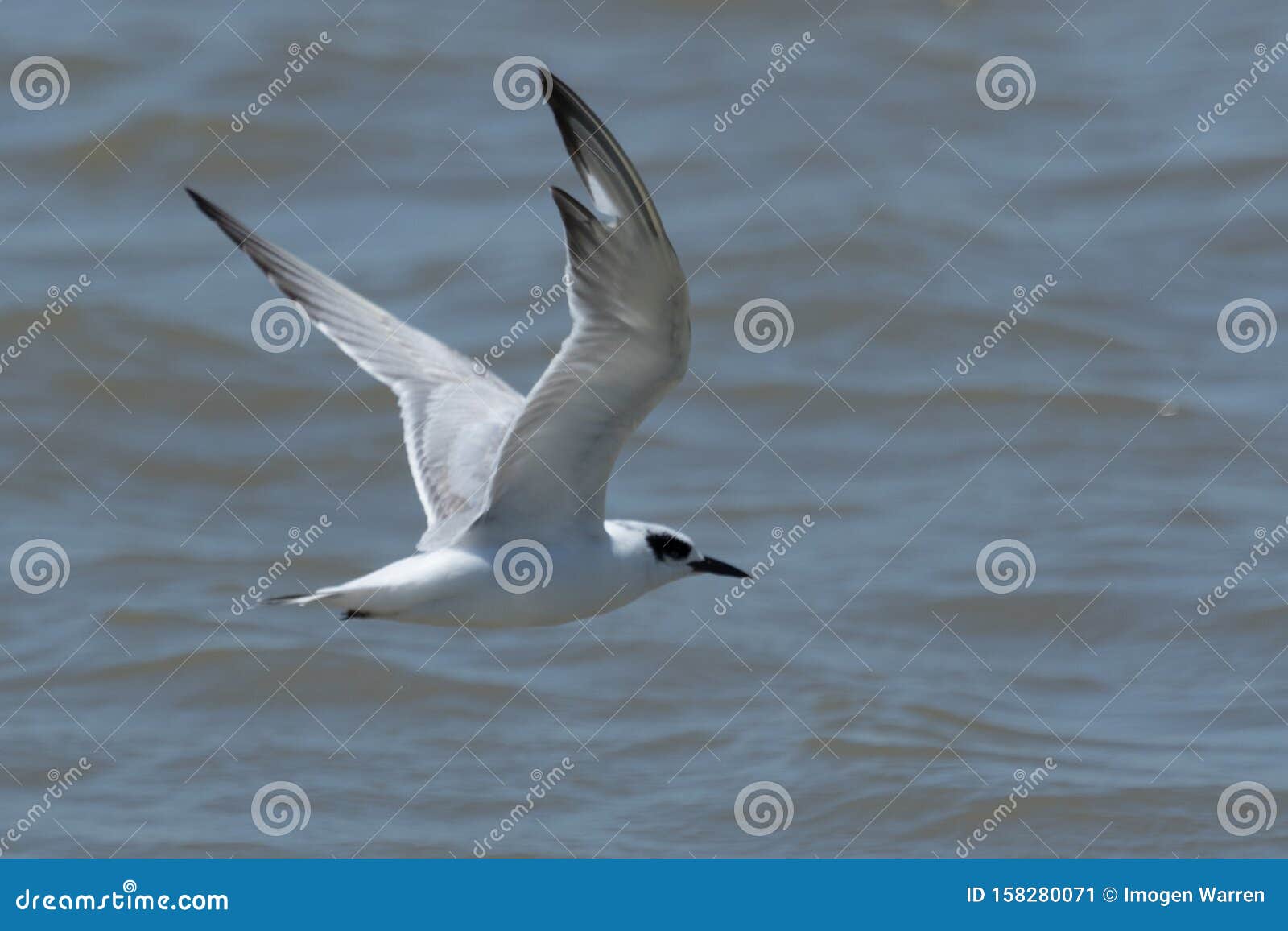 Forster`s Tern in Texas USA Stock Image - Image of breeds, feather ...