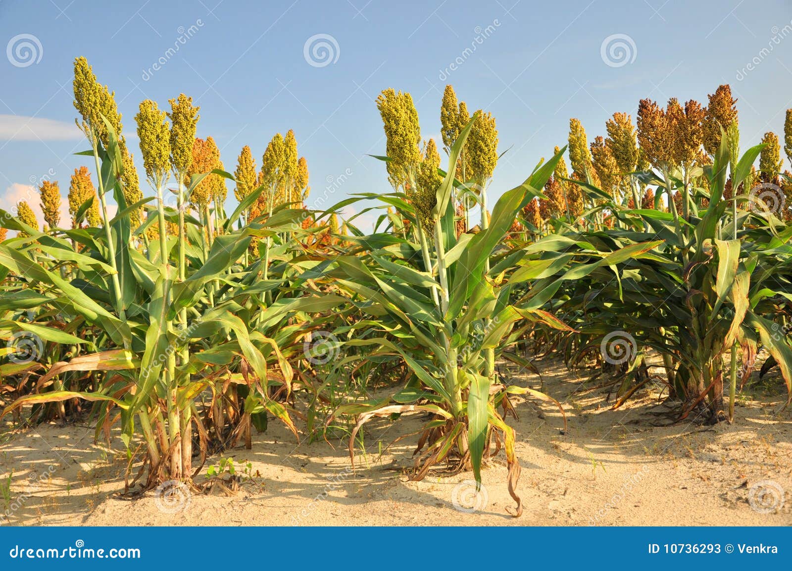 Mijo imagen de archivo. Imagen de granjero, gérmenes - 10736293