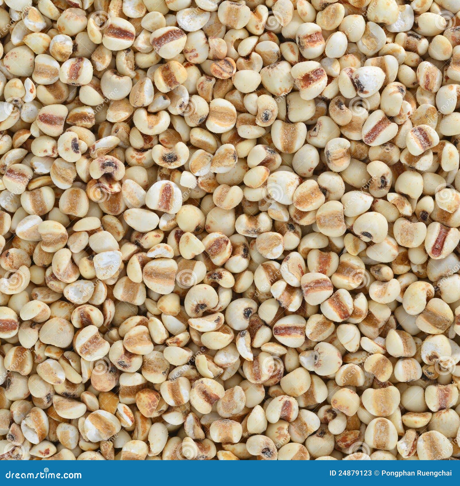 Mijo imagen de archivo. Imagen de planta, texturizado - 24879123