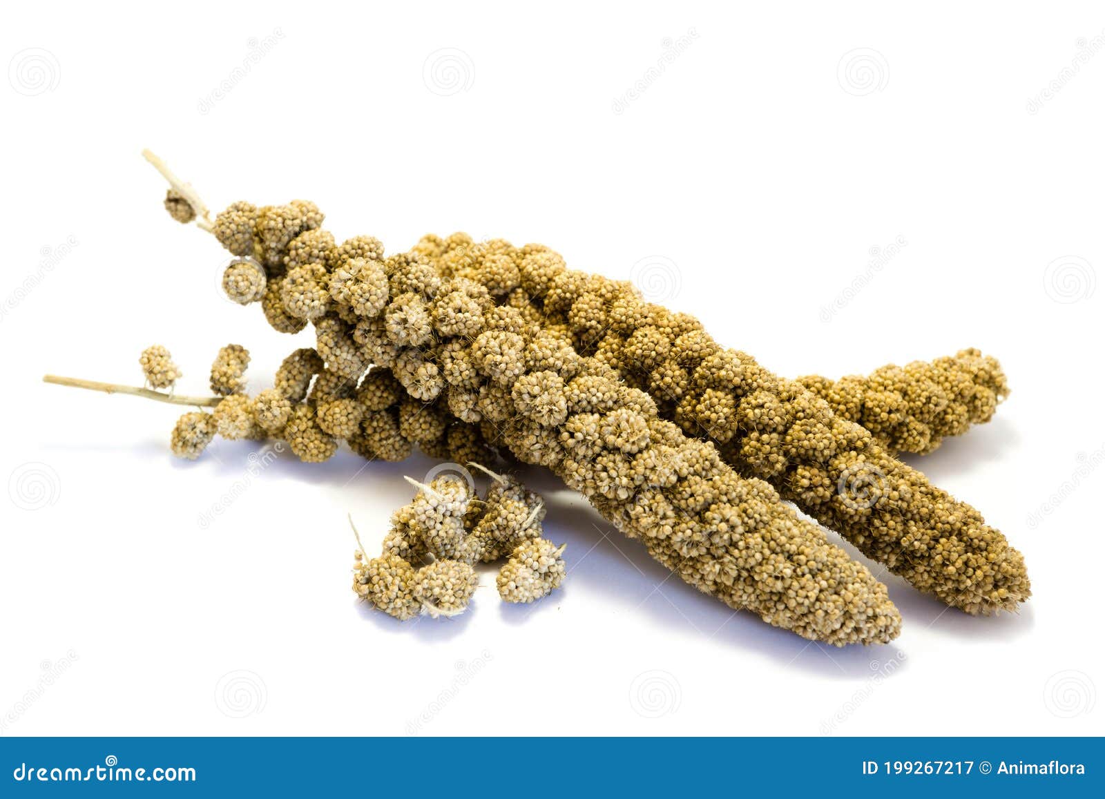 Mijo Aislado Sobre Fondo Blanco Imagen de archivo - Imagen de ...