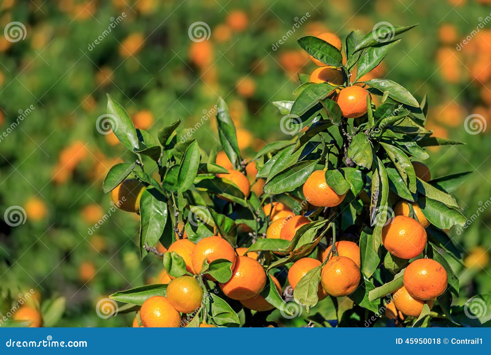 Mikan stock photo. Image of autumn, closeup, farm, growth - 45950018