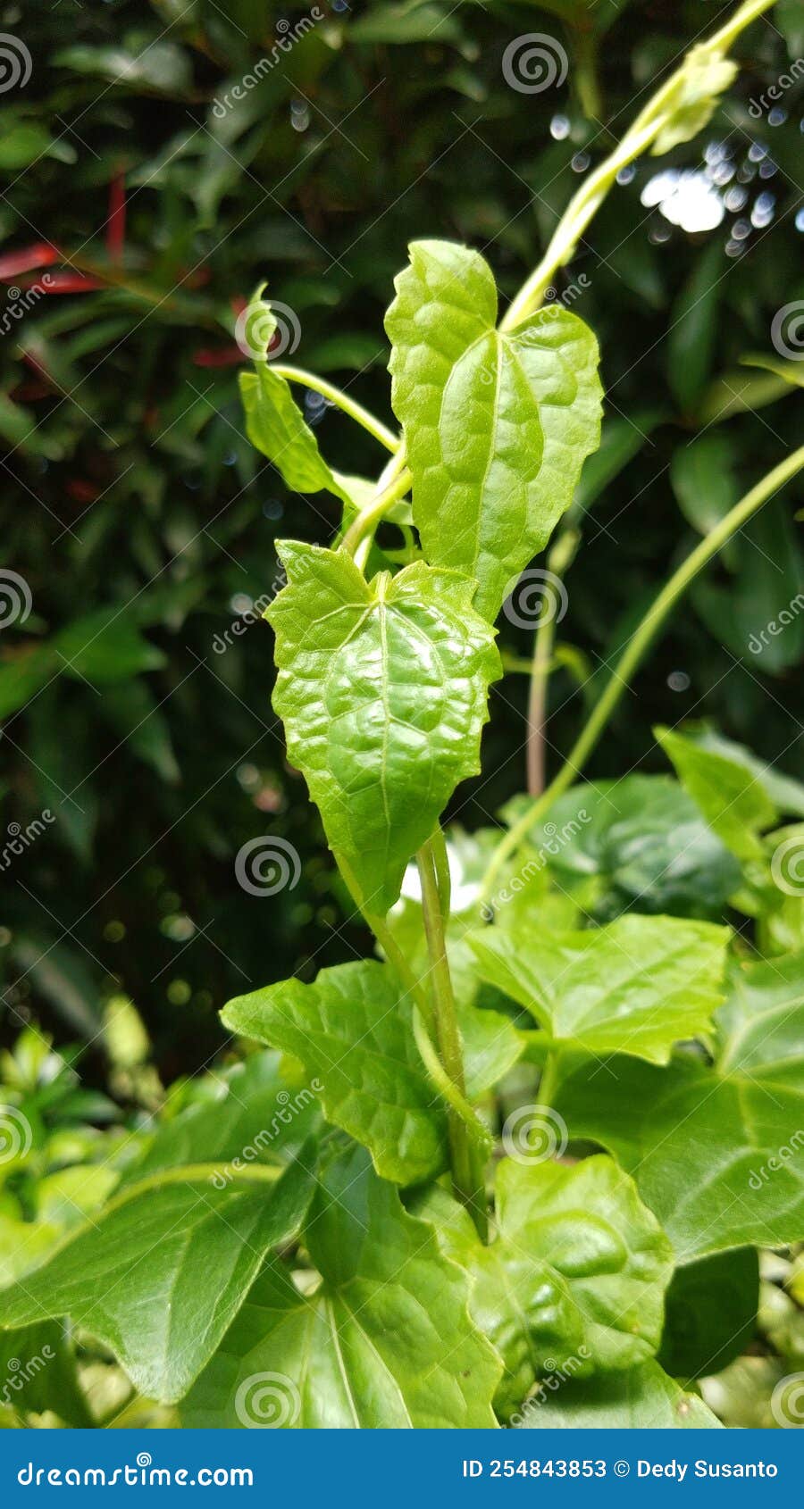 Mikania Micantrha Climber Grass Stock Image - Image of mikania ...