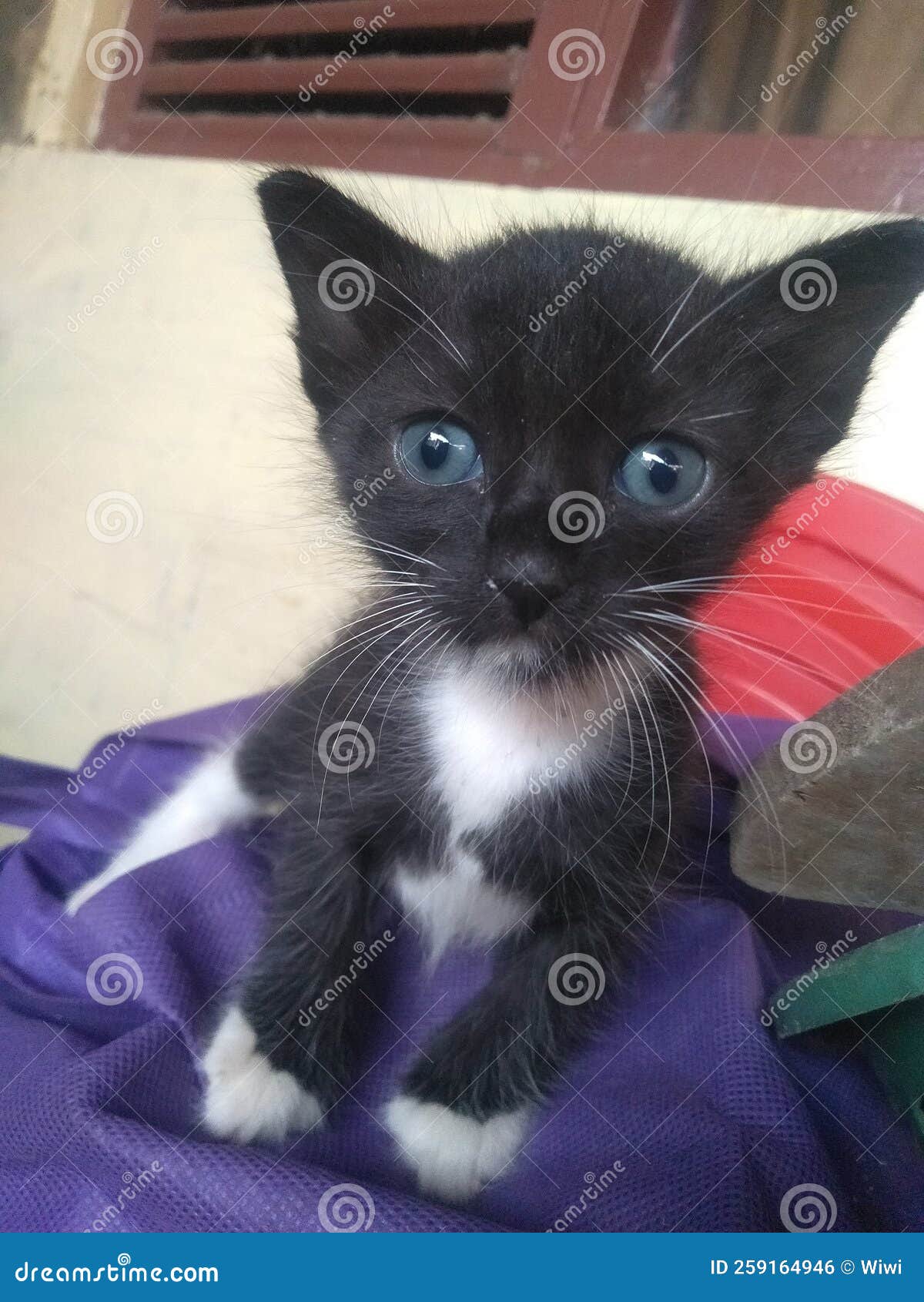 Miki the cat stock photo. Image of mammal, carnivore - 259164946