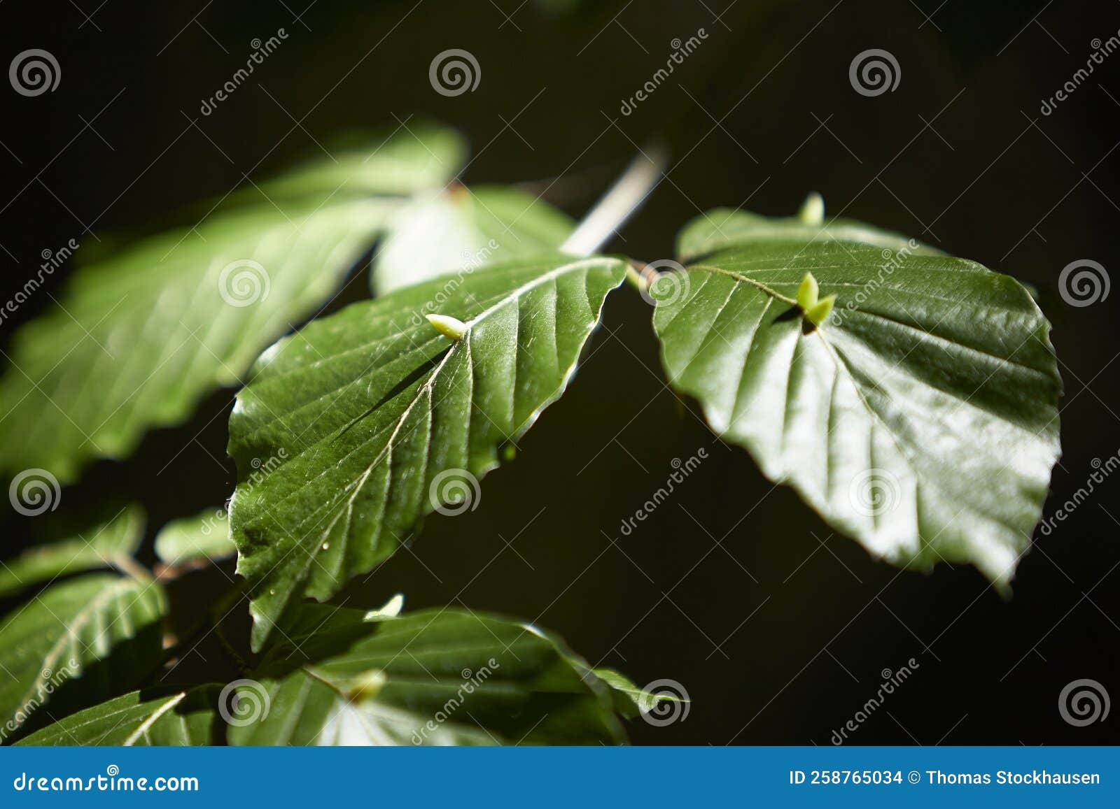 Mikiola Fagi, Eggs of the Mosquito on Leaves of a Beech Stock Photo ...