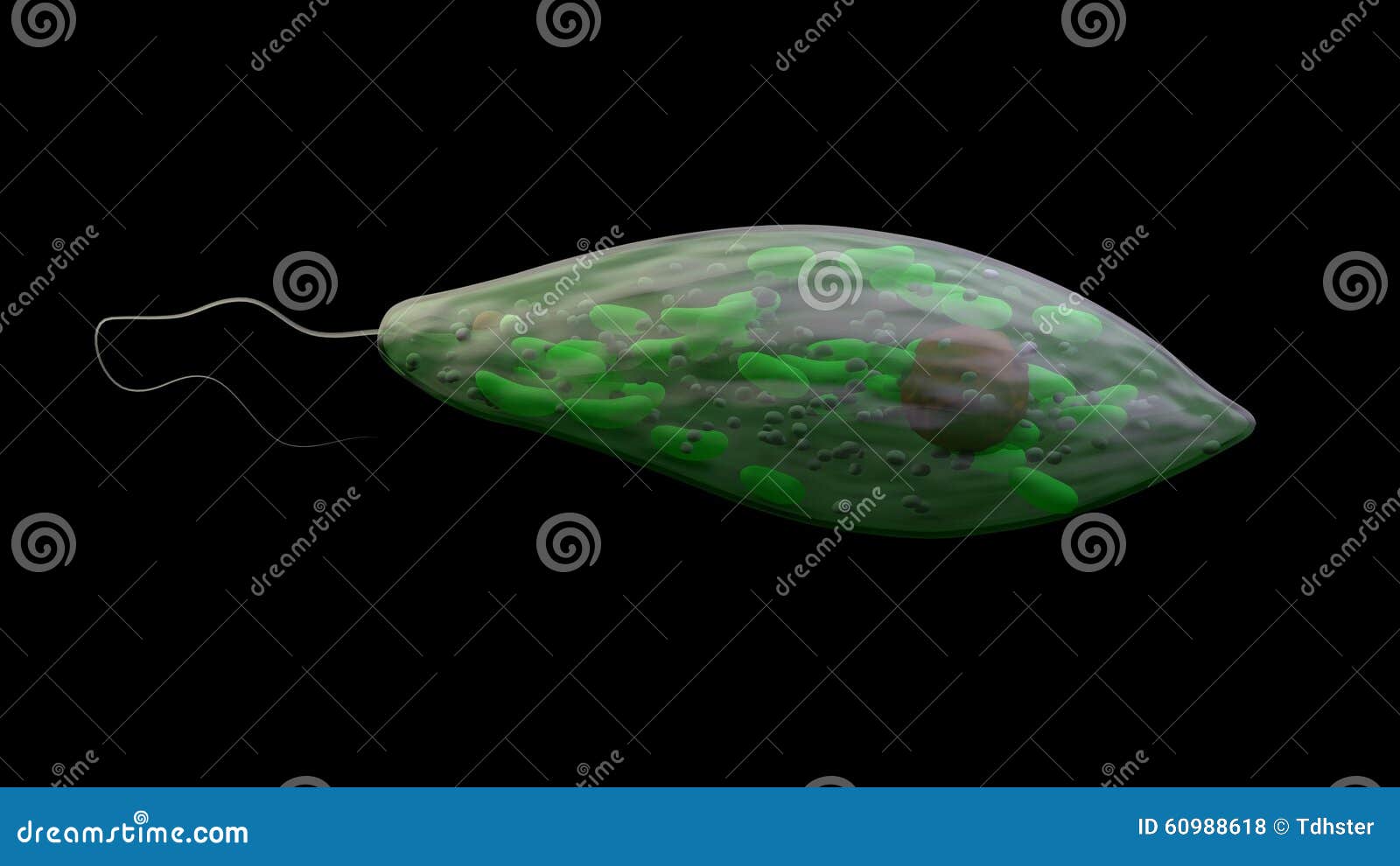 Mikroorganismuseuglen, Protozoen Stockfoto - Bild von zoologie ...