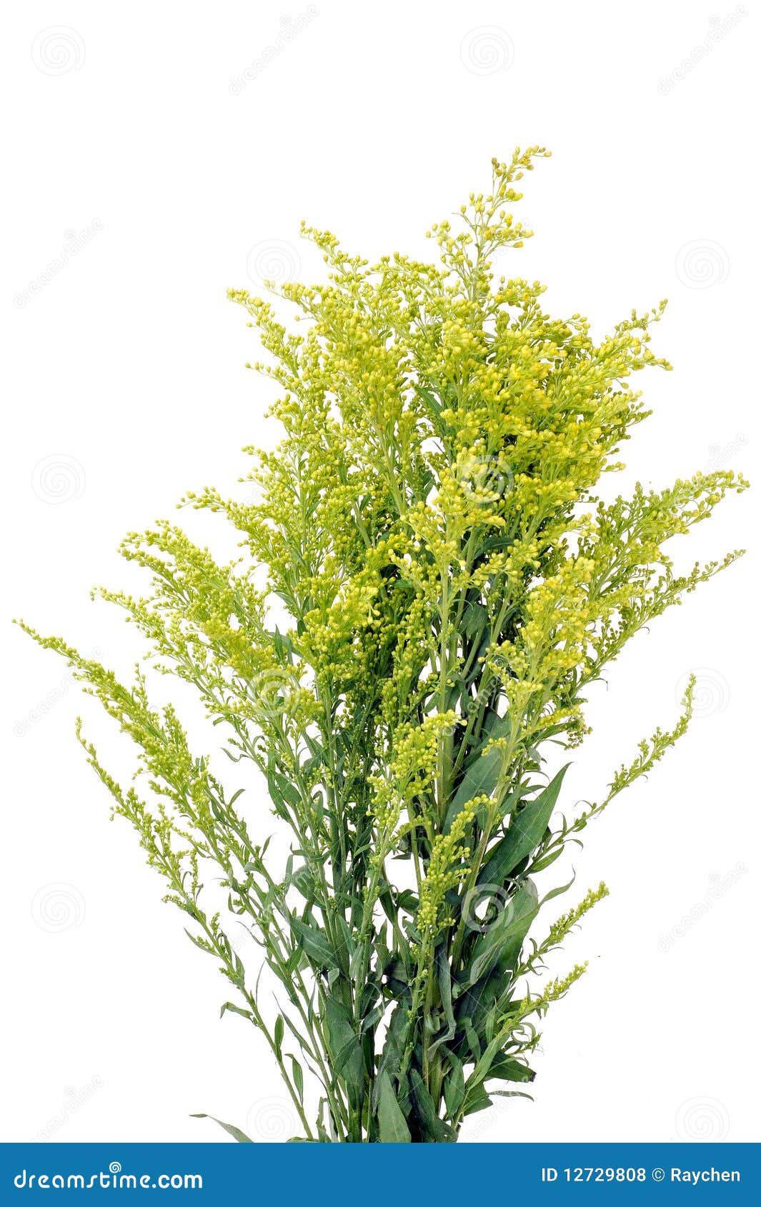 Milan Flower stock photo. Image of milan, plants, bougainvillea - 12729808