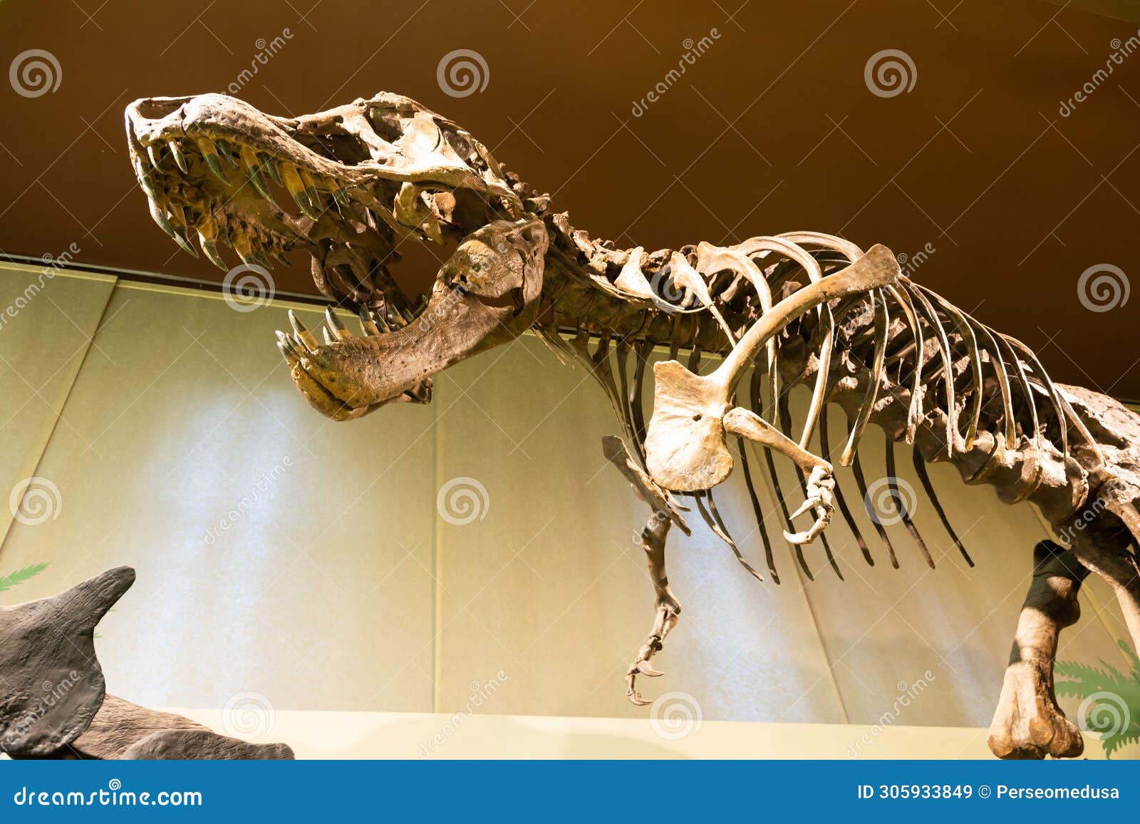 Tyrannosaurus Rex Fossil. Old T-rex Skeleton in Museum Editorial Stock ... Tyrannosaurus Rex Fossil. Old T-rex Skeleton in Museum Editorial Stock ...