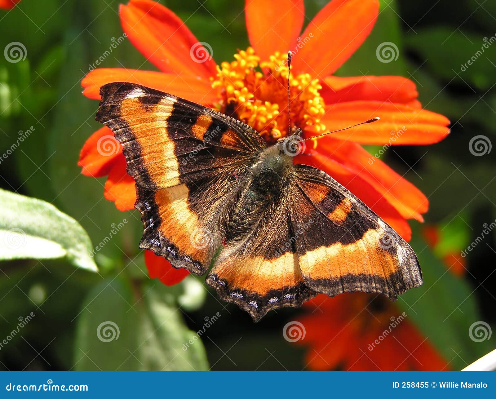 Milbert s Tortoiseshell stock image. Image of tortoiseshell - 258455