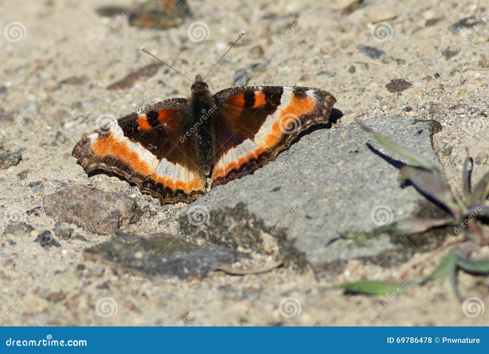 Milbert S Tortoiseshell - Aglais Milberti Stock Photo - Image of ...