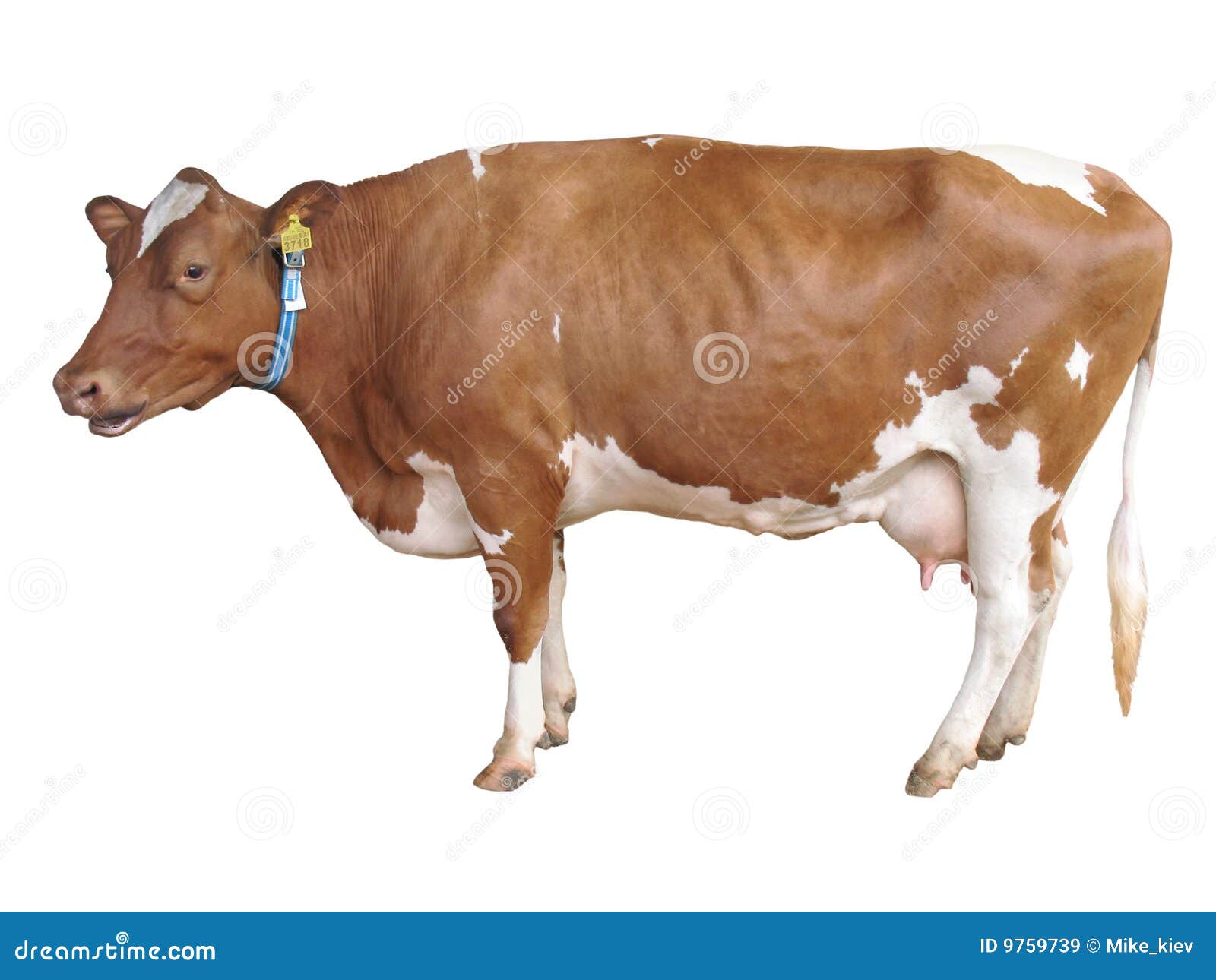 Milch Cow Isolated on White Stock Image - Image of trough, livestock ...