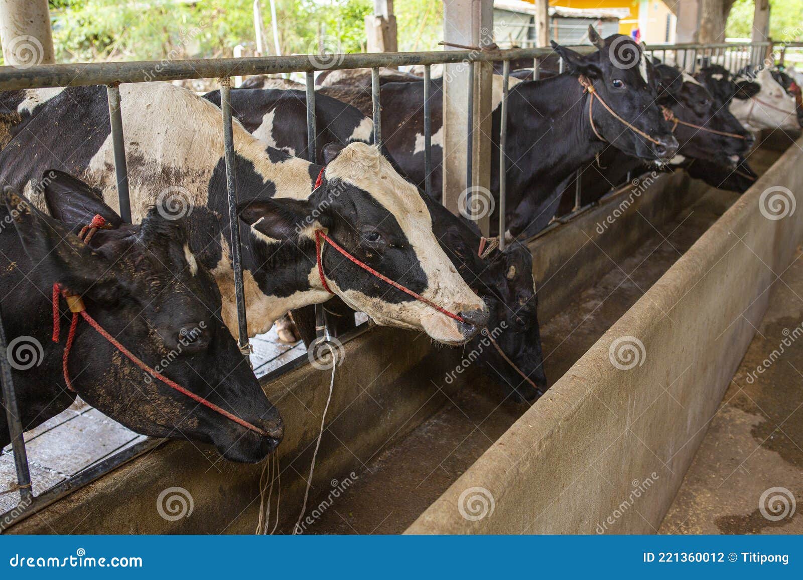 Milch Cows during Milking at Barn Stall in Farm Stock Photo - Image of ...
