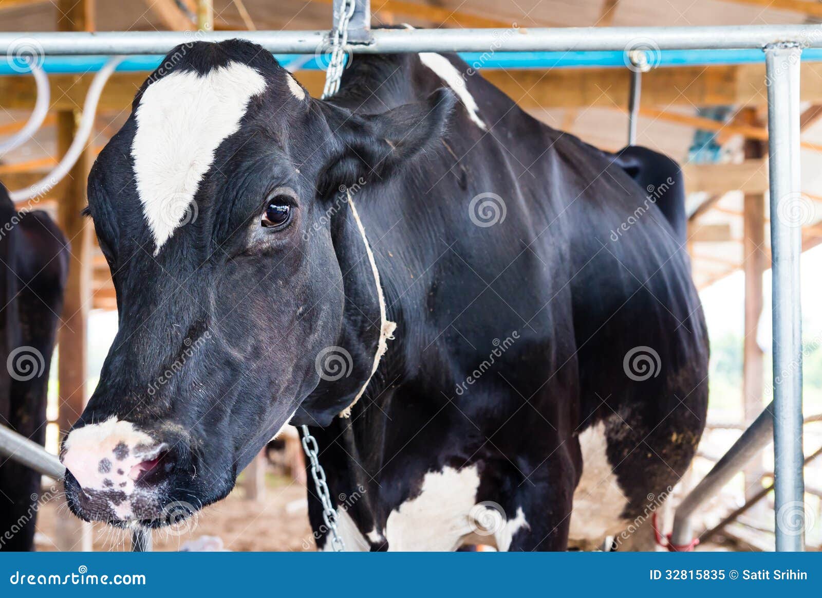 Milch Cows During Milking At Barn Stall In Farm Stock Photography ...