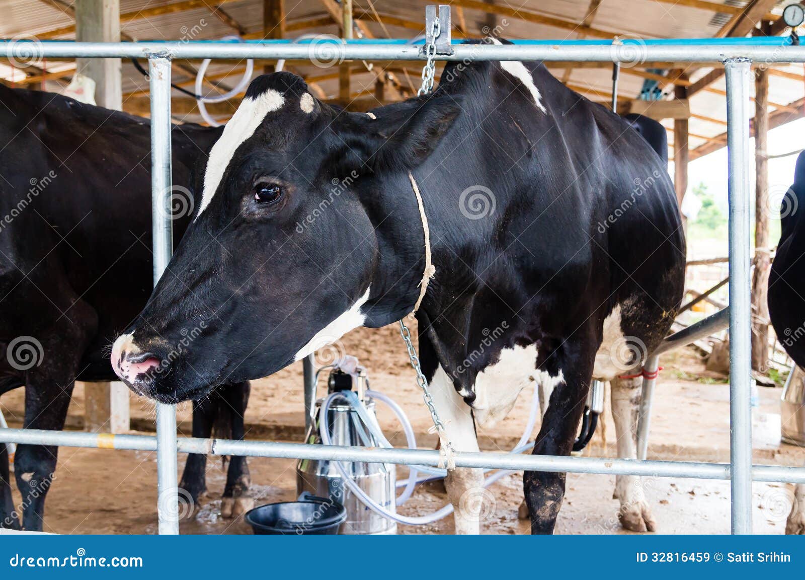 Milch cows stock image. Image of agriculture, udder, breed - 32816459