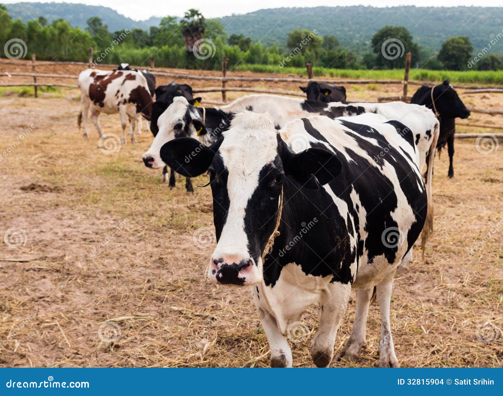 Milch cows stock photo. Image of farming, field, farmland - 32815904