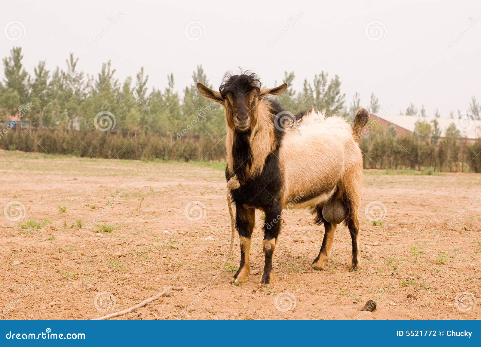 Milch goat stock photo. Image of nature, graze, meadow - 5521772