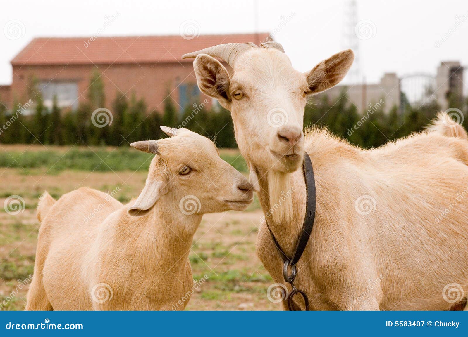 Milch Goat Royalty Free Stock Photography - Image: 5583407