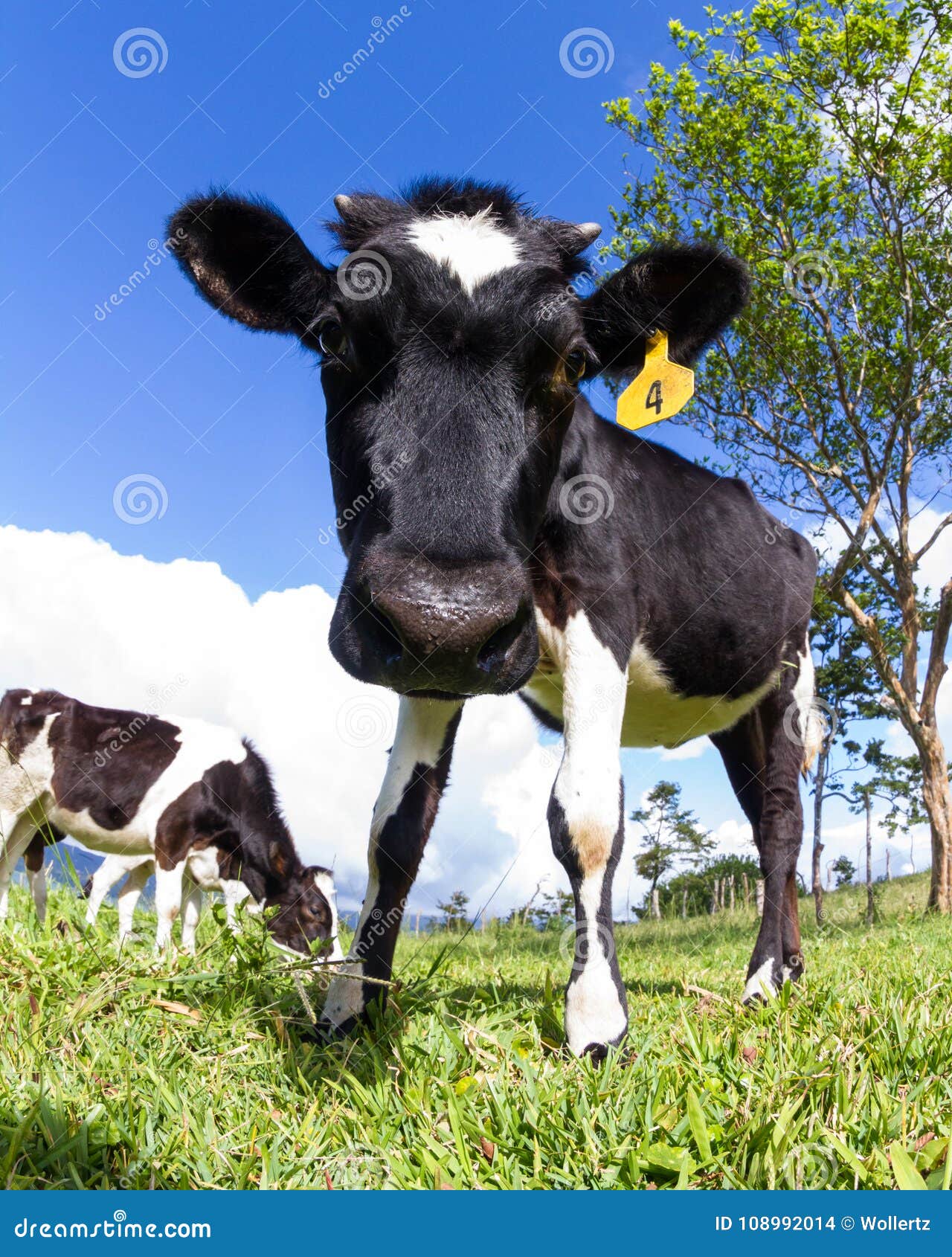 Milchkuh in einer Weide redaktionelles stockbild. Bild von gefochten ...