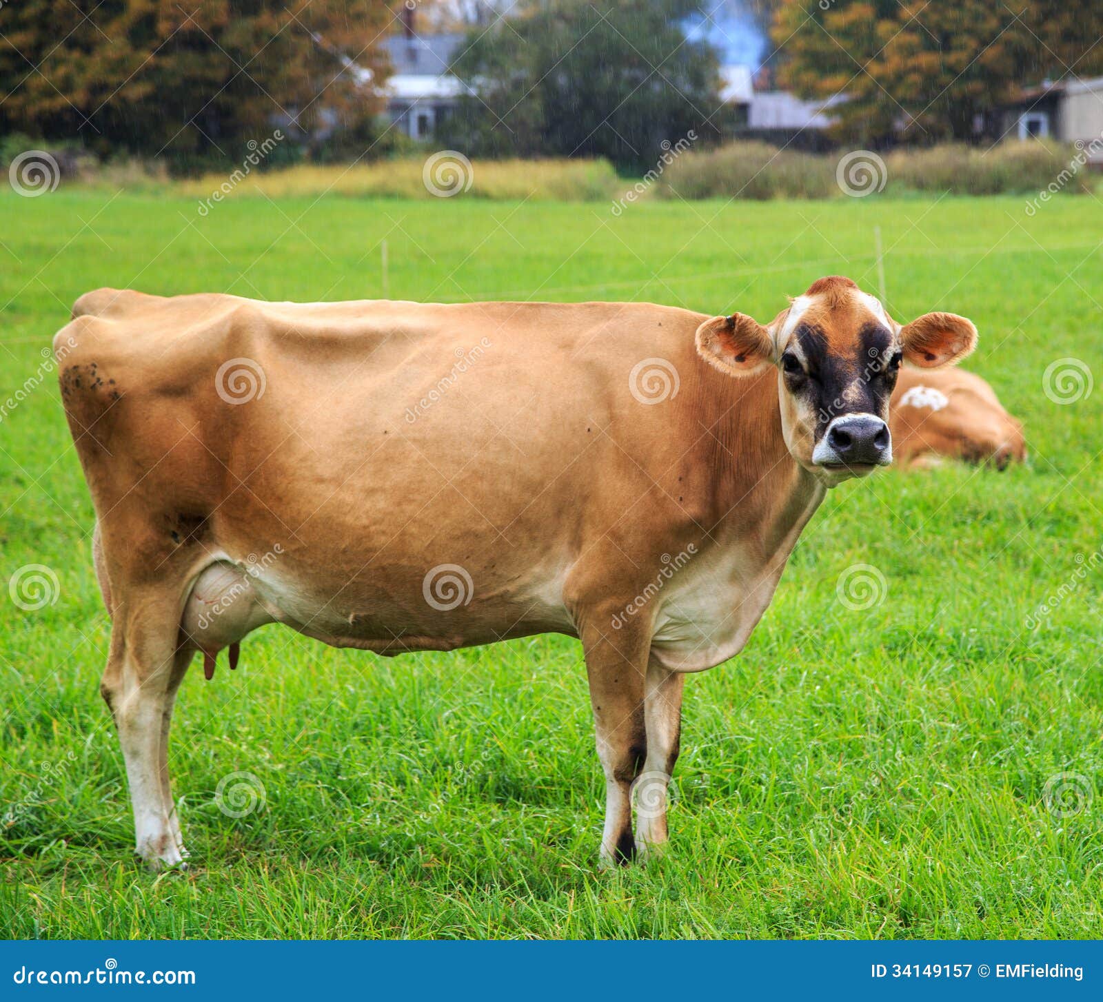 Milchkuh im Regen stockbild. Bild von landwirtschaft - 34149157
