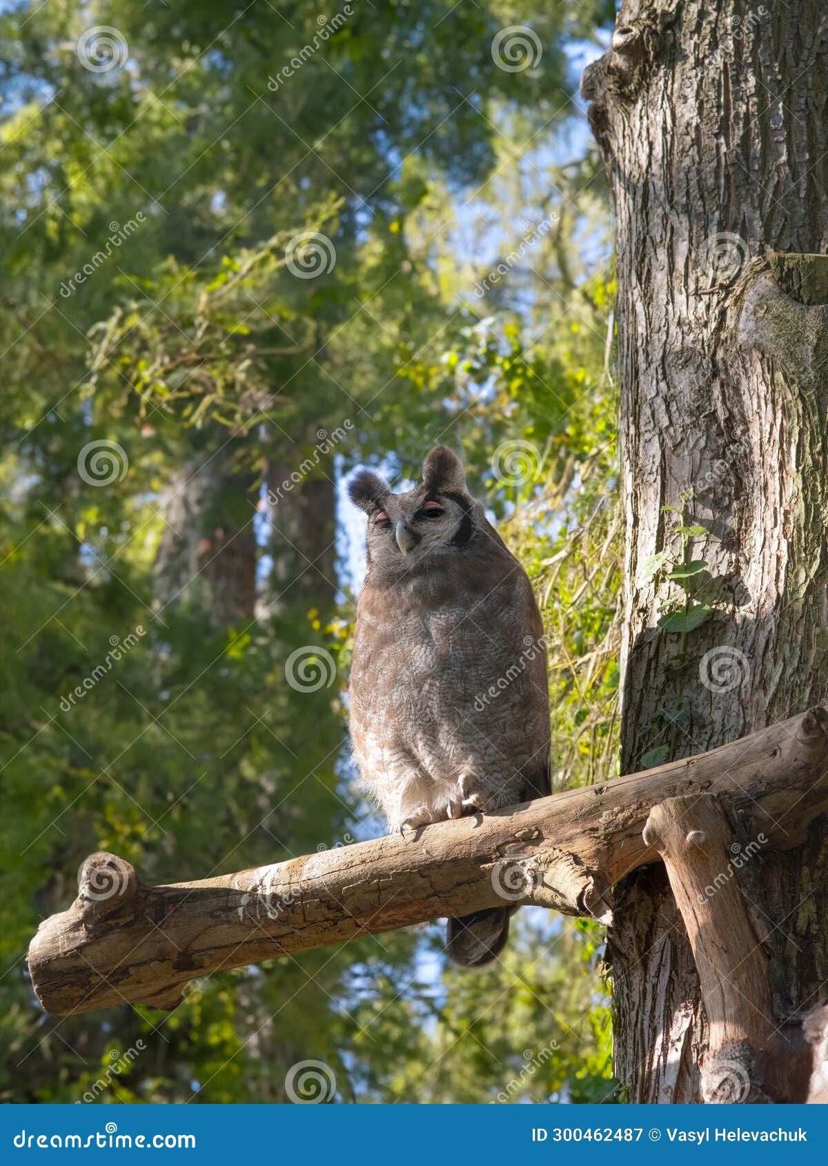 Milchuhu Sitting on Tree Branch Stock Image - Image of wildlife ...