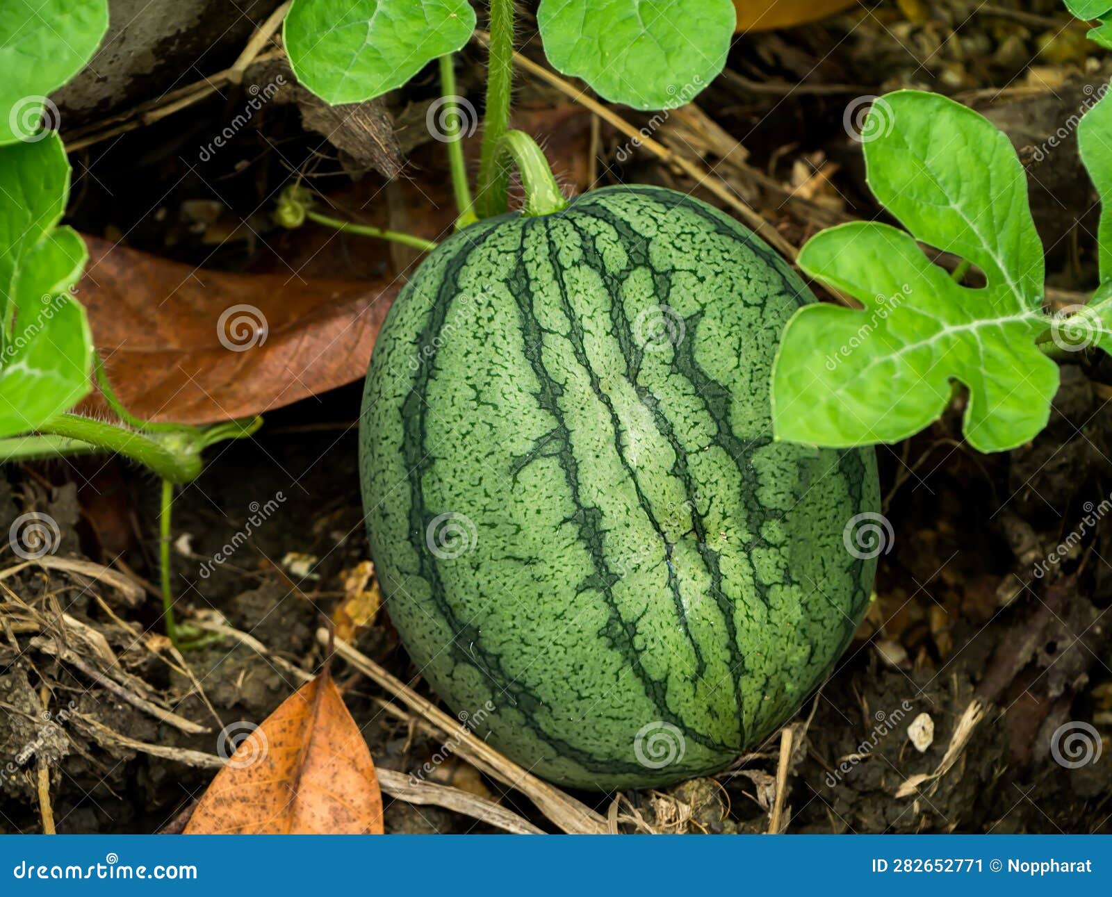 The Mild Effect of Non-toxic Watermelon Stock Image - Image of grower ...