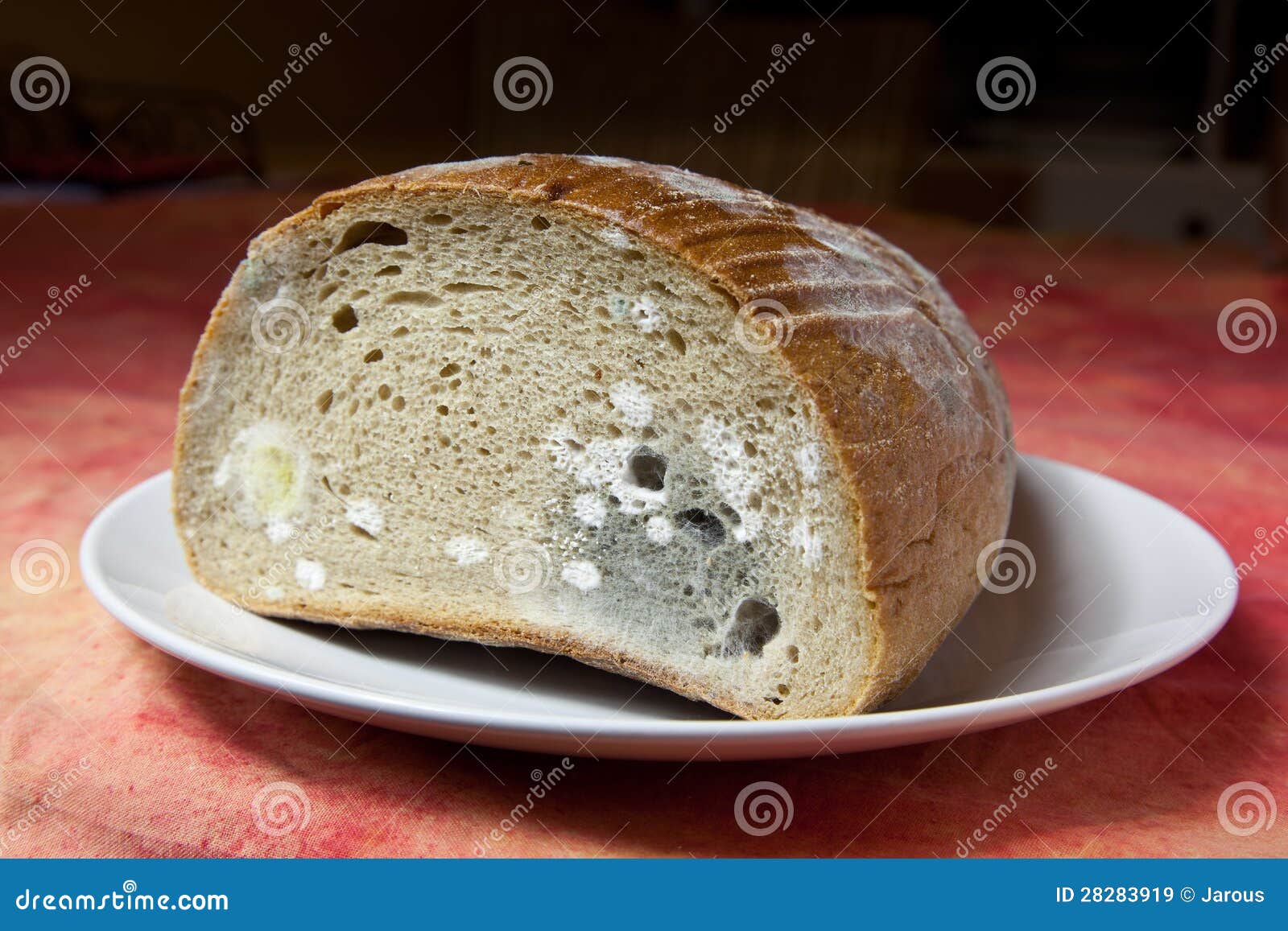 Mildew bread stock image. Image of garbage, humid, germ - 28283919