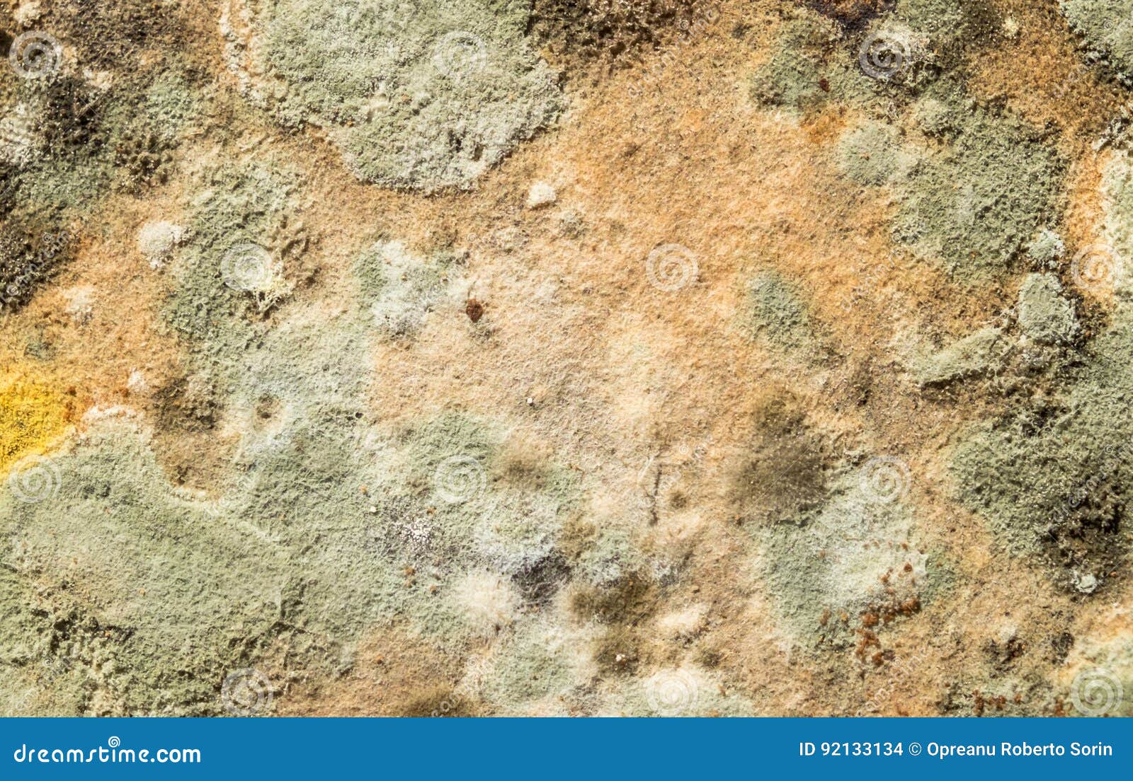 Mildew on coffee grounds stock photo. Image of bacteria - 92133134