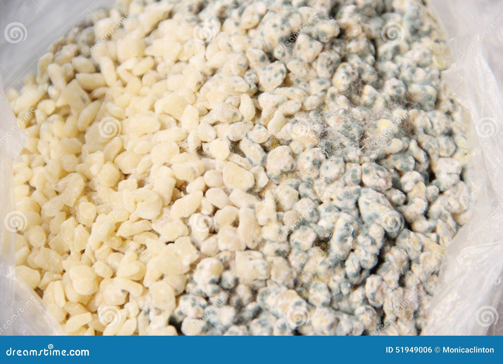 Mildew food stock photo. Image of germ, macro, bacteria - 51949006