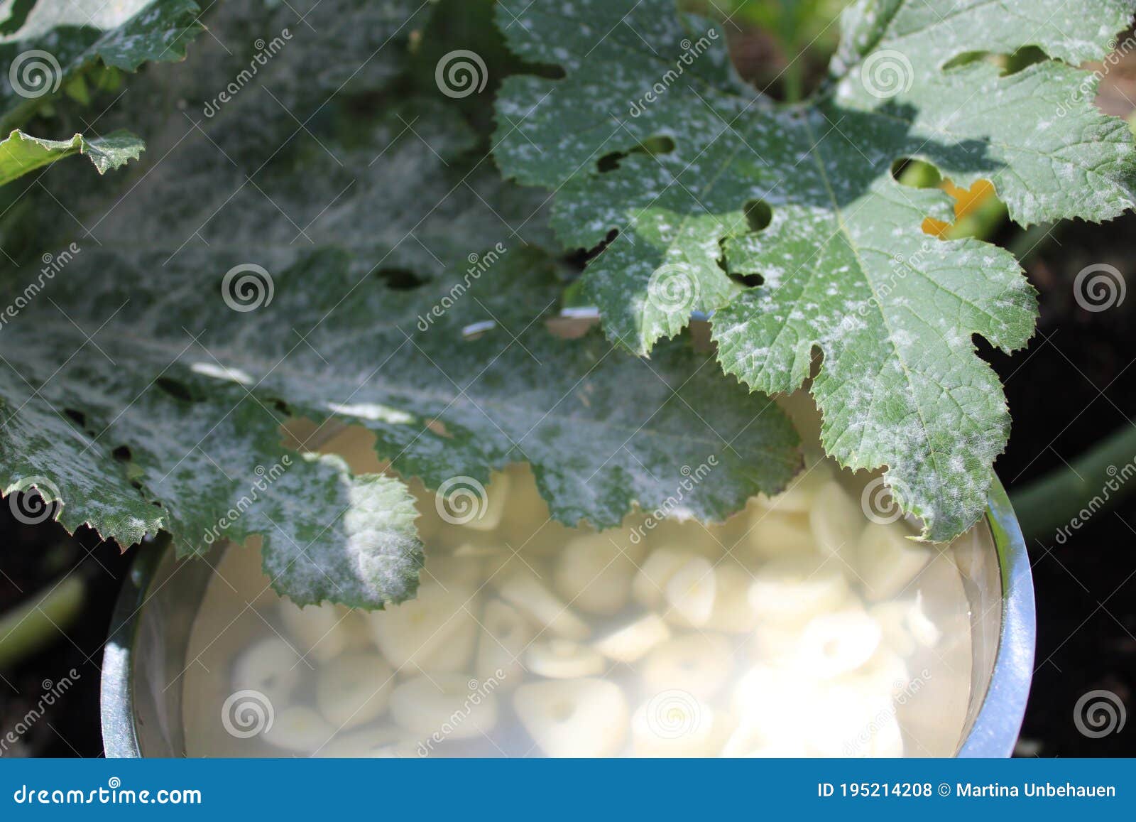 Mildew and garlic in water stock photo. Image of sativum - 195214208