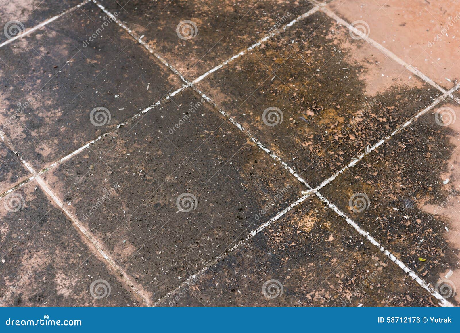 Mildewed tiled floor stock image. Image of fungus, hygiene - 58712173