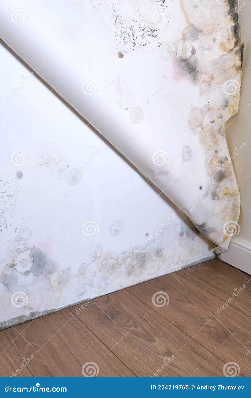 The Mildewed Wallpaper Has Moved Away from the Wall Stock Image - Image ...