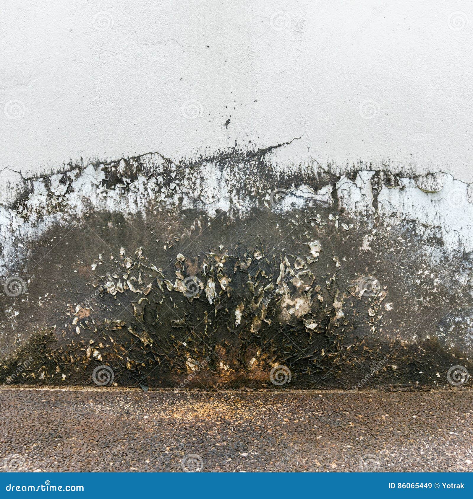 Mildewed walls stock image. Image of basement, microbiology - 86065449