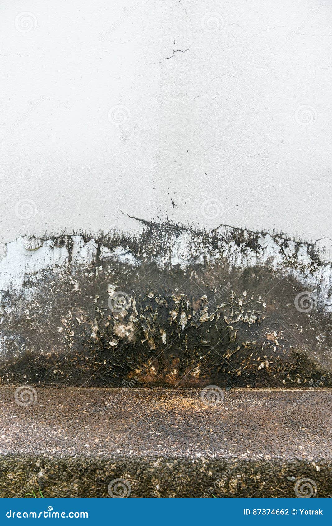 Mildewed walls stock photo. Image of moldy, microorganism - 87374662
