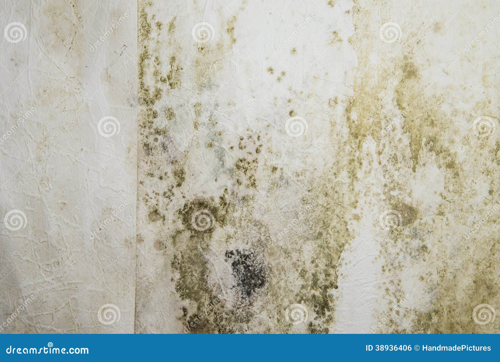 Mildewed Walls stock photo. Image of allergy, microorganism - 38936406