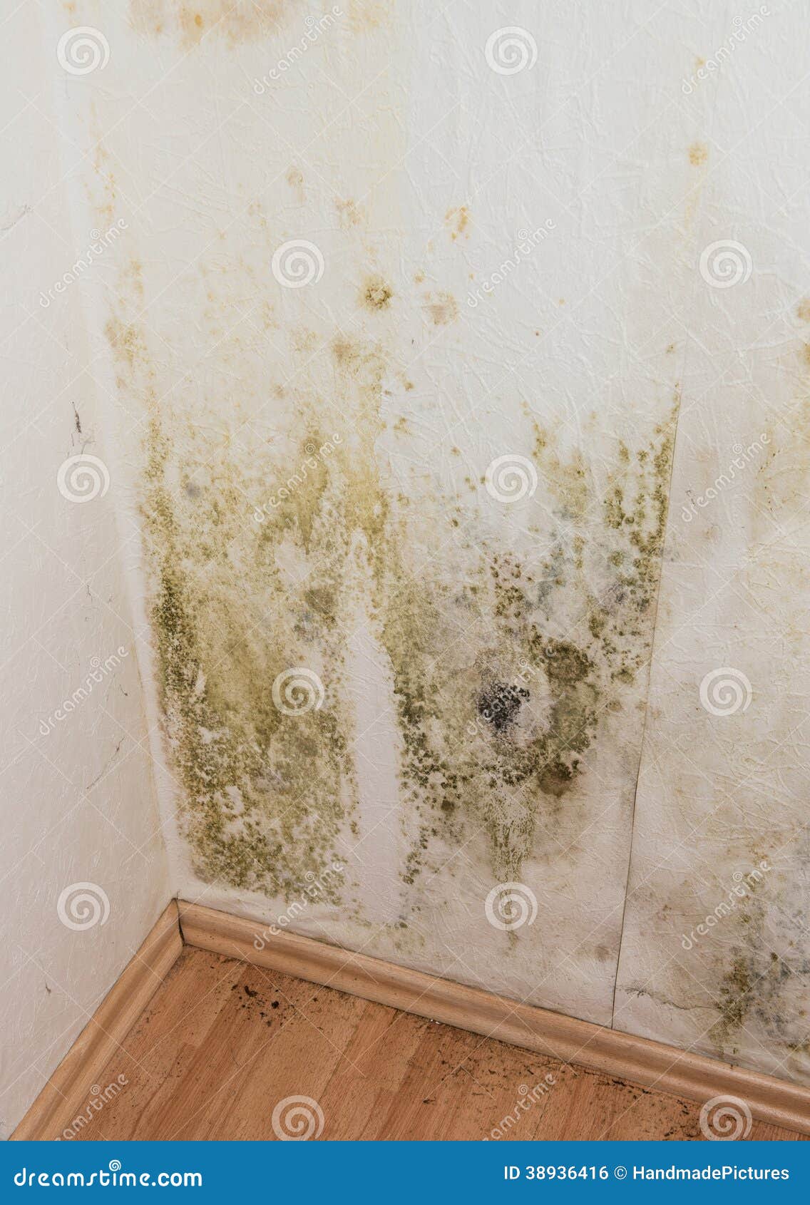 Mildewed Walls stock photo. Image of microbiology, mildew - 38936416
