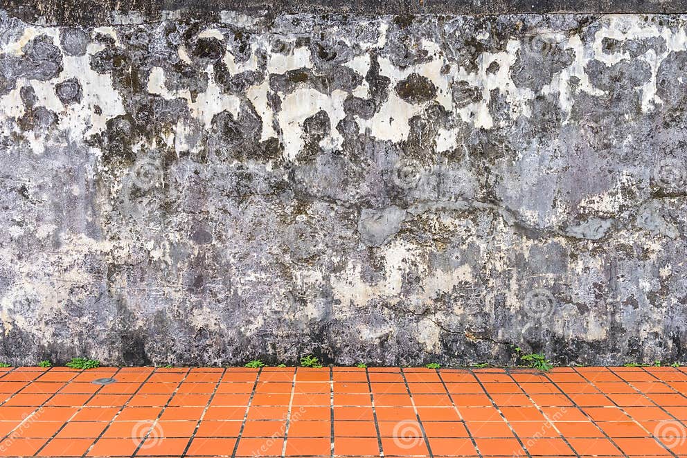 Mildewed walls stock photo. Image of mold, asthma, moldy - 92282818